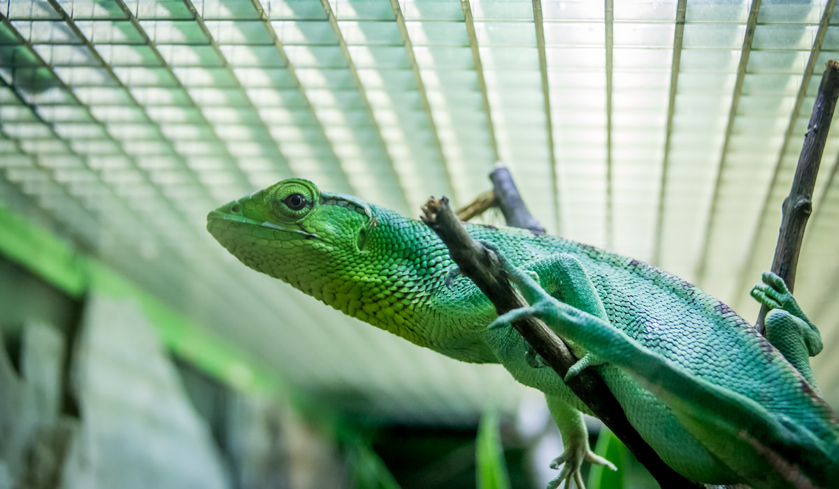 Can Lizards See in the Dark? – Gardening Glow