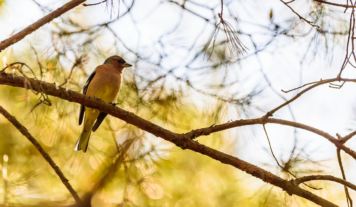 9 Animals that Love to Eat Grubs – Gardening Glow
