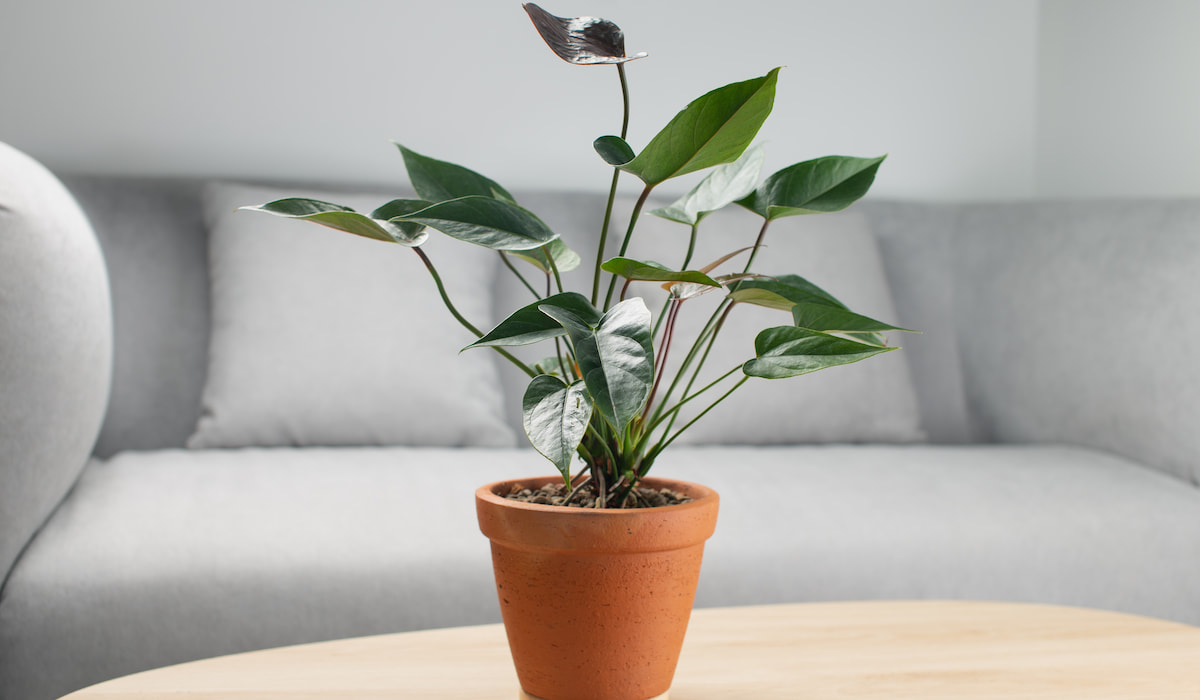 13 Types of Indoor Flower Plants for Beginners – Gardening Glow