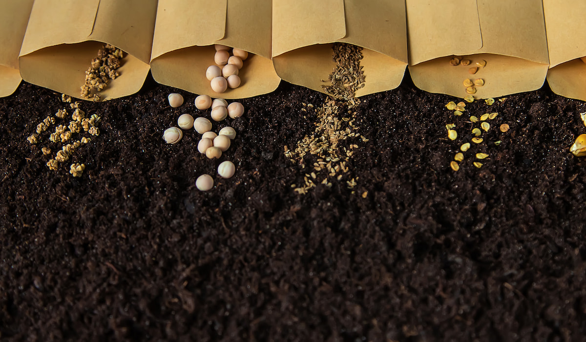 How Many Seeds Come in One Packet? – Gardening Glow