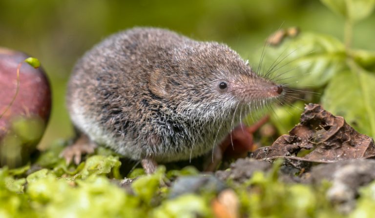 9 Animals that Love to Eat Grubs – Gardening Glow