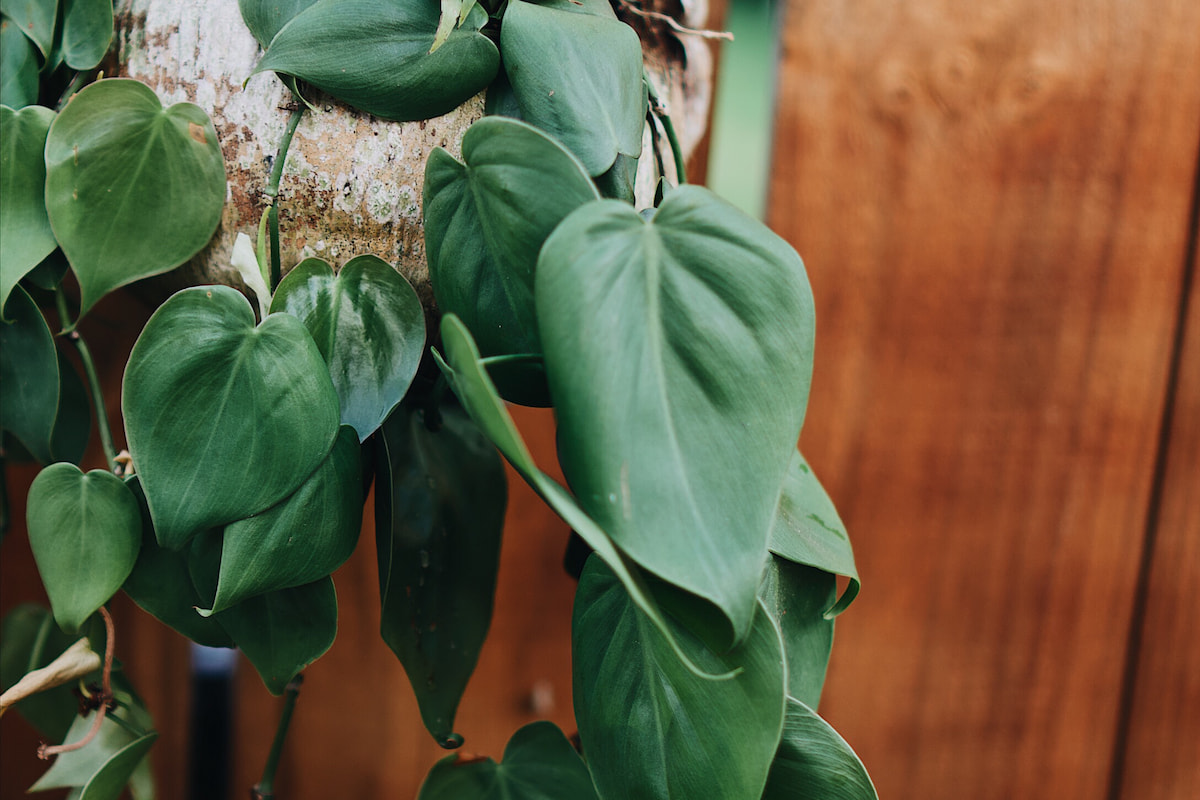 15 Types of Pothos Plants You Should Grow – Gardening Glow