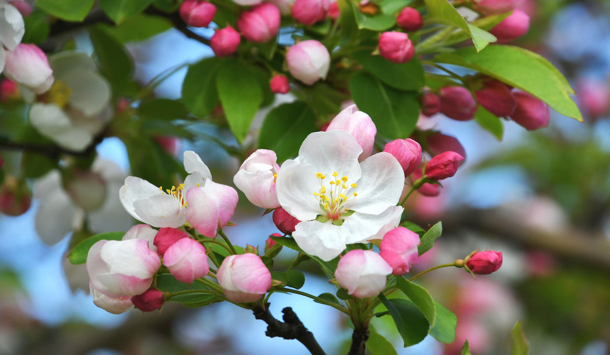 7 Beautiful Trees With White and Pink Flowers – Gardening Glow