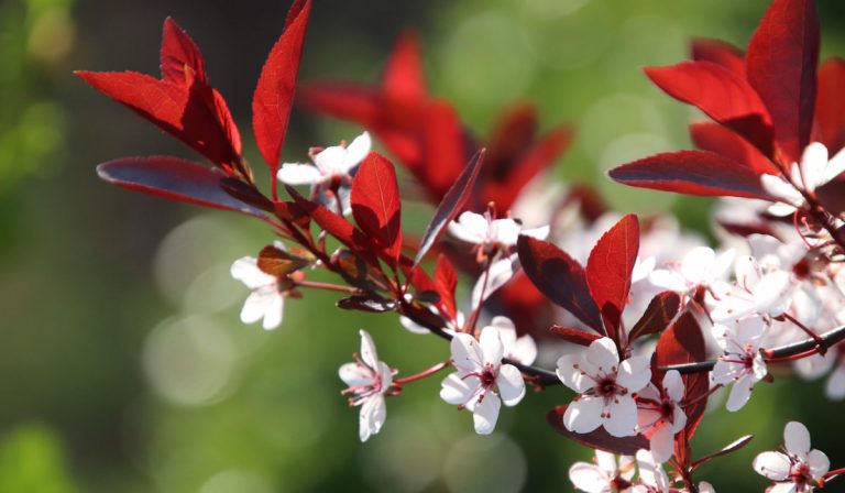 7 Beautiful Trees With White and Pink Flowers – Gardening Glow