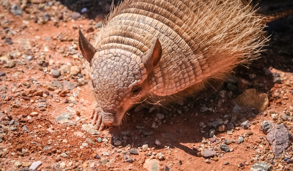9 Animals that Love to Eat Grubs – Gardening Glow