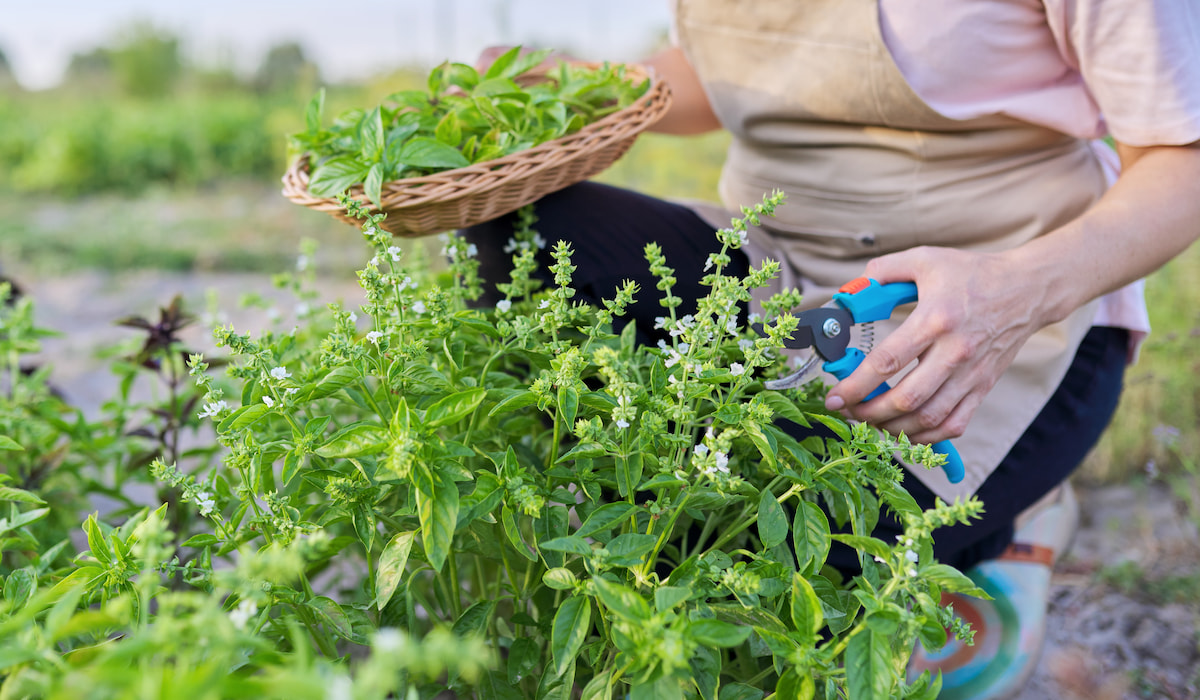 9 Tips for Pruning Basil so It Grows Back – Gardening Glow