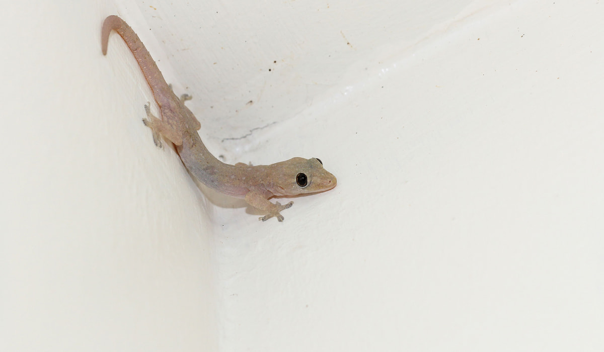 5 Tips for Getting Rid of Lizards in Your House – Gardening Glow
