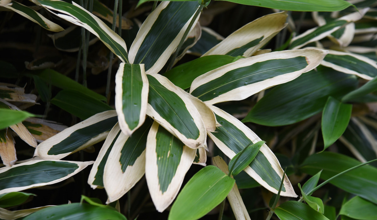 Will Bamboo Grow in Shade? – Gardening Glow