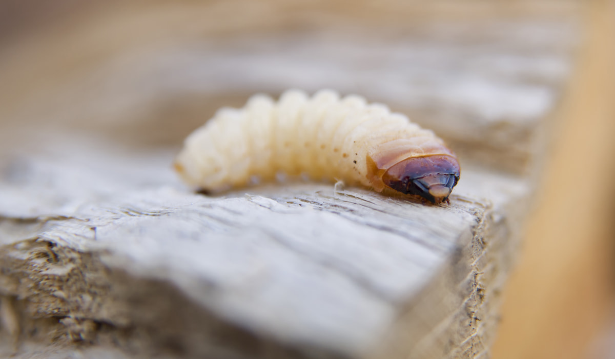 9 Animals that Love to Eat Grubs – Gardening Glow