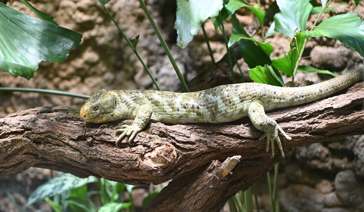 Can Lizards See in the Dark? – Gardening Glow